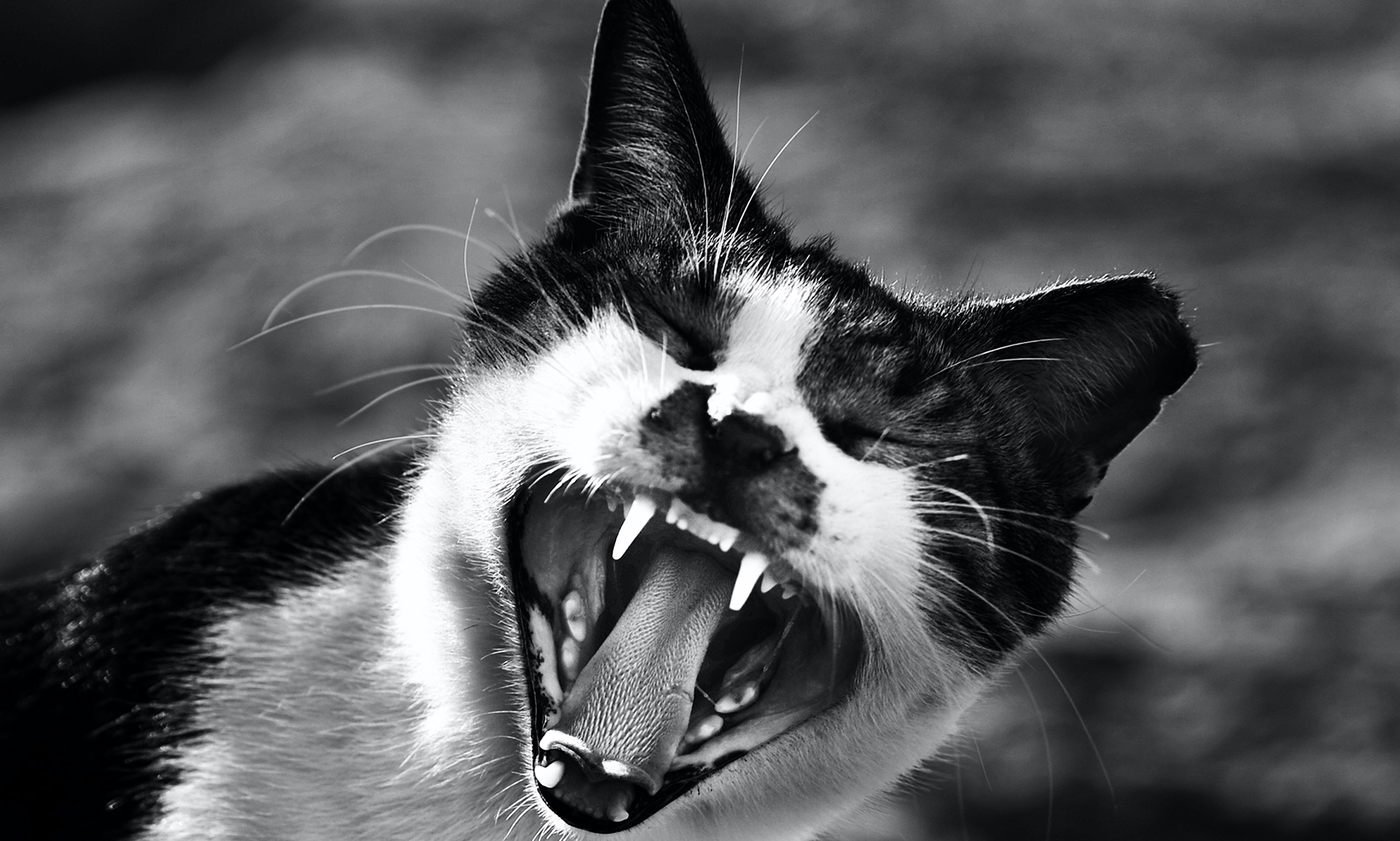 Marketing for the Adoption of the ‘World’s Worst Cat’ – Braithwaite ...