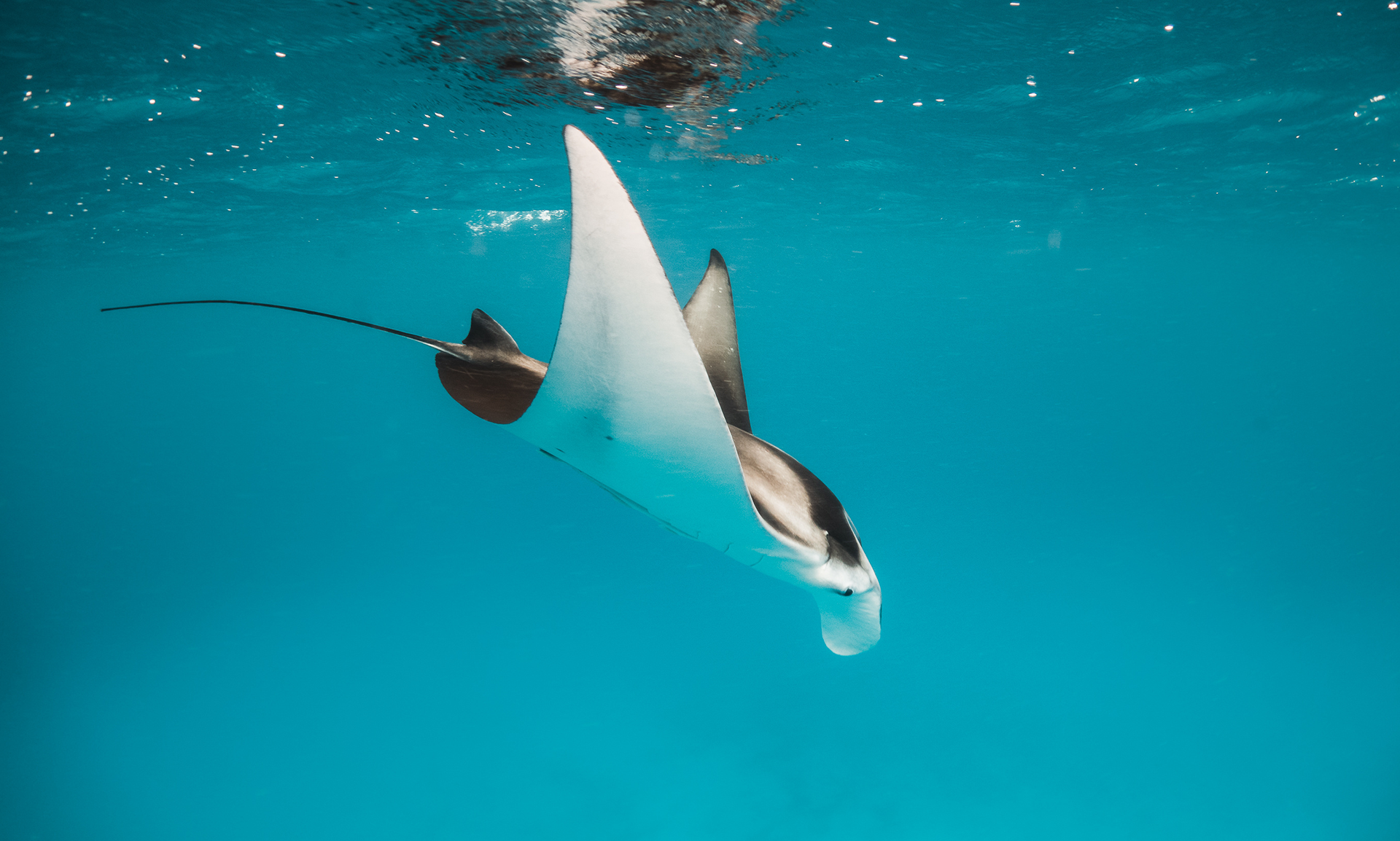 Waiting on Charlotte the Stingray – Braithwaite Communications